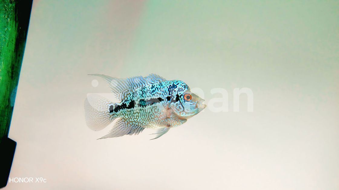Flower Horn Fish for Sale in Kelaniya | ikman