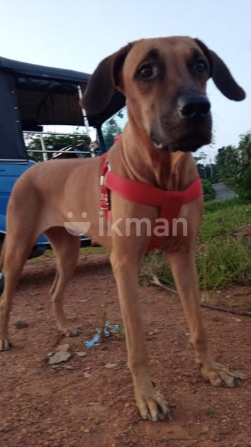 Ridgeback Dog for Sale in Horana | ikman