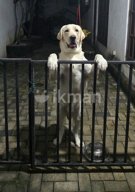 Labrador Male Dog for Crossing for Sale in Piliyandala | ikman