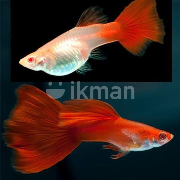 Full Red Guppy for Sale in Batticaloa City | ikman
