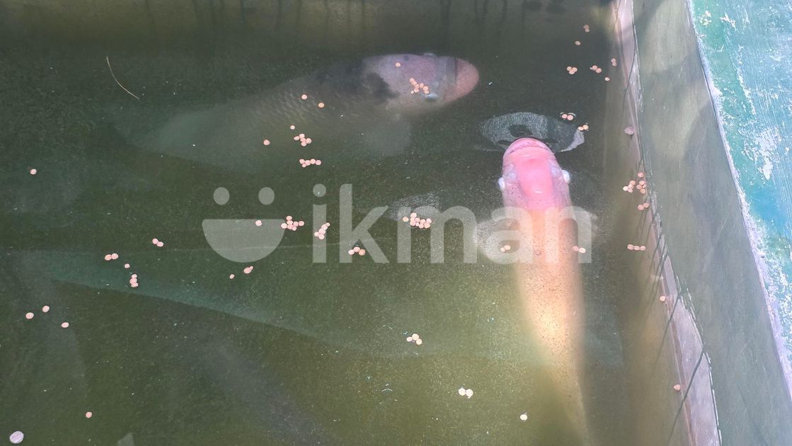 Gam Gurami with Cat Fish for Sale in Dikwella | ikman