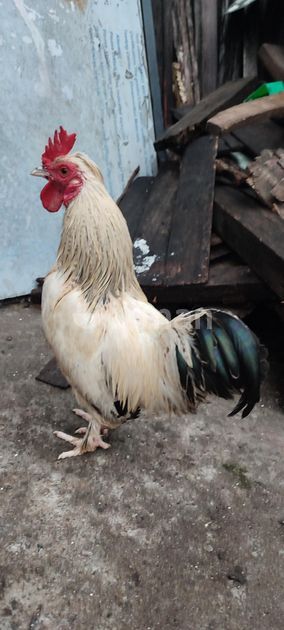 Gam kukula for Sale in Wellampitiya | ikman