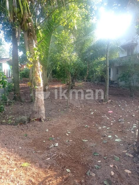 Ganemulla : 16.3 P Highly Residential Land for Sale | ikman