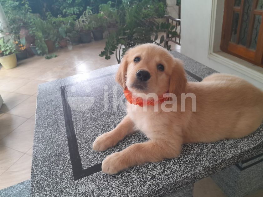 Garden Retriever for Sale in Gampola | ikman