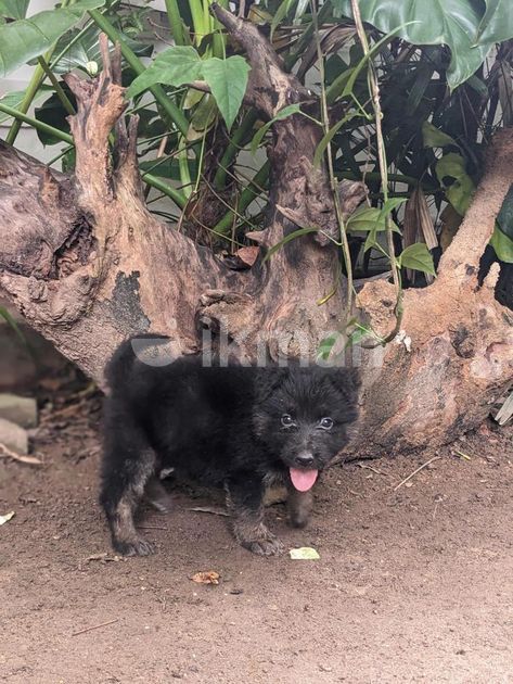 German Shephed Male Puppy for Sale in Ahangama | ikman
