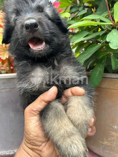 German Shepherd Puppies for Sale in Vavuniya City | ikman