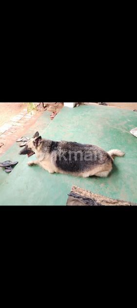 German Shepherd Dog for Crossing for Sale in Polonnaruwa City | ikman