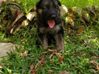 German Shepherd for Sale in Sri Lanka | ikman