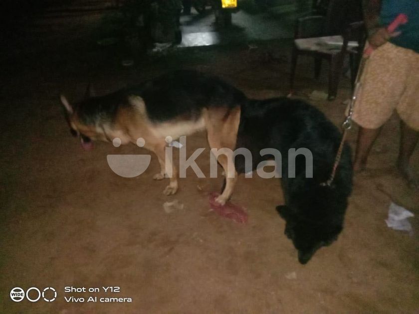 German Shepherd Female Dog for Sale in Anuradhapura City | ikman