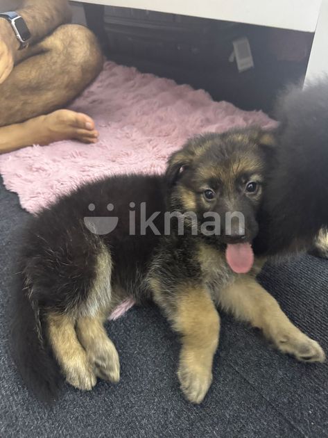German Shepherd Puppies for Sale in Battaramulla | ikman