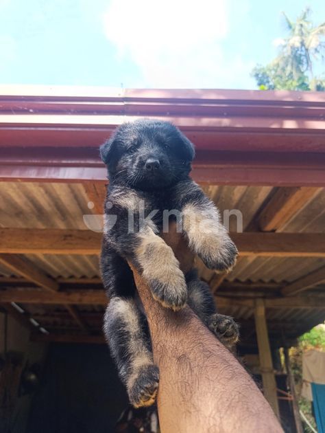 German Shepherd Long Coat Lion for Sale in Hingurakgoda | ikman
