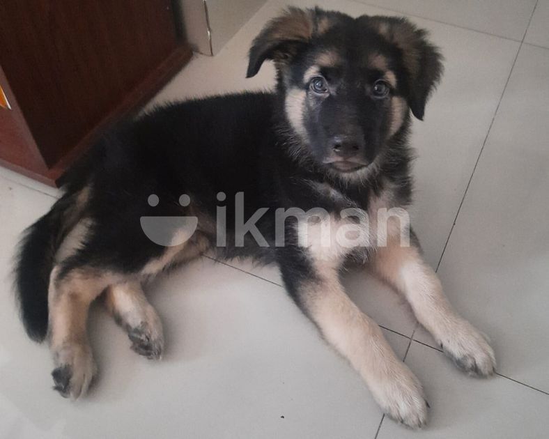 German Shepherd Male Dog for Sale in Piliyandala | ikman