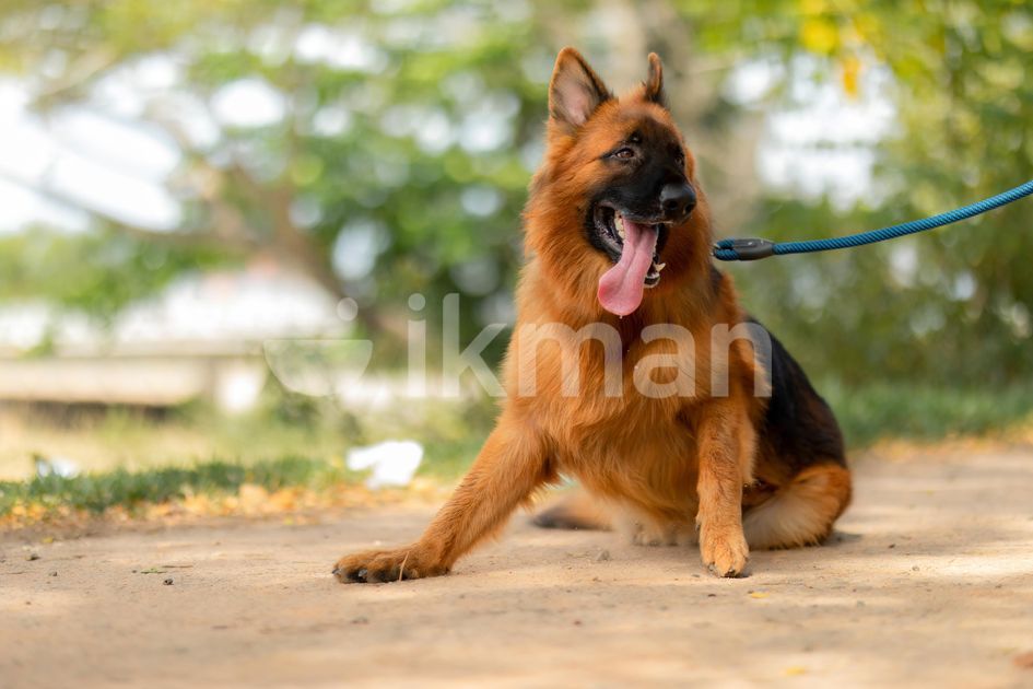 German Shepherd Male Dog for Stud Crossing for Sale in Matara City | ikman