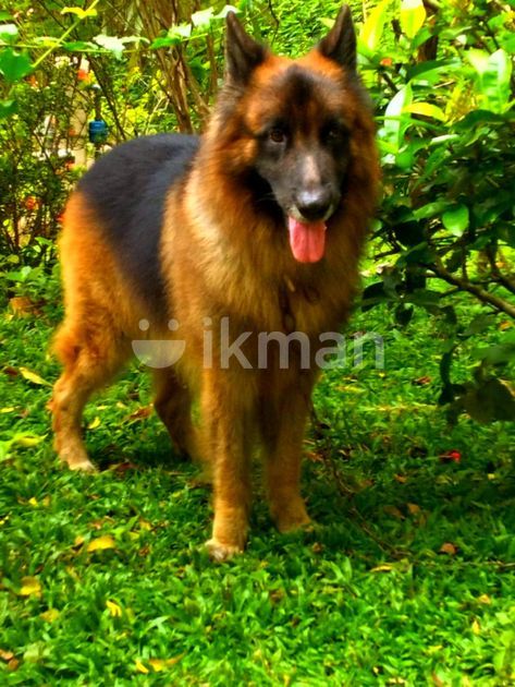 German Shepherd Male Dogs for Crossing for Sale in Kekirawa | ikman