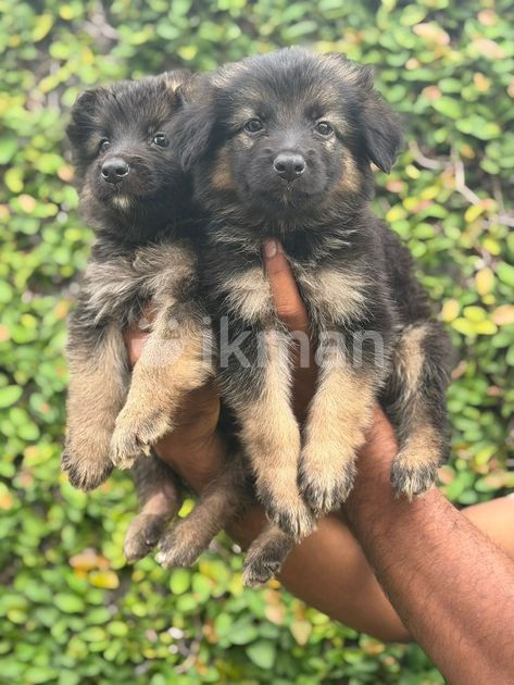 German Shepherd Puppies for Sale in Negombo | ikman