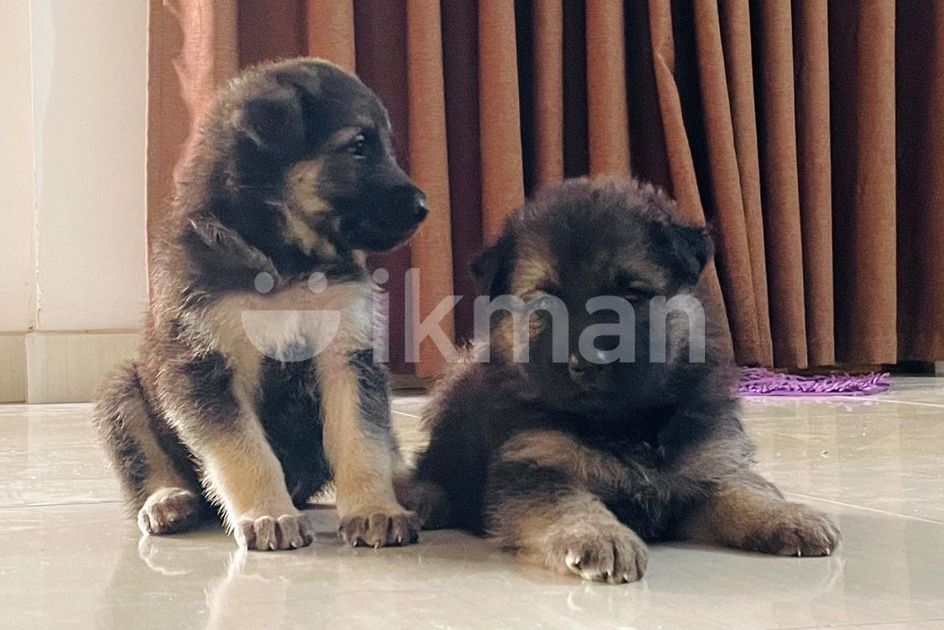 German Shepherd Puppies for Sale in Wattegama | ikman