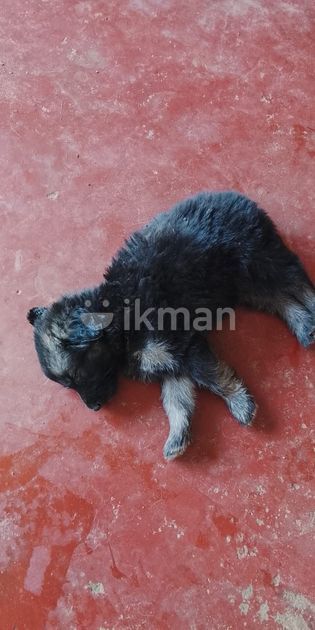 German Shepherd Puppy for Sale in Jaffna City | ikman