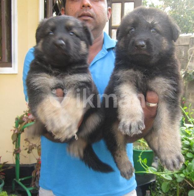 German Shephered. puppys for Sale in Negombo | ikman