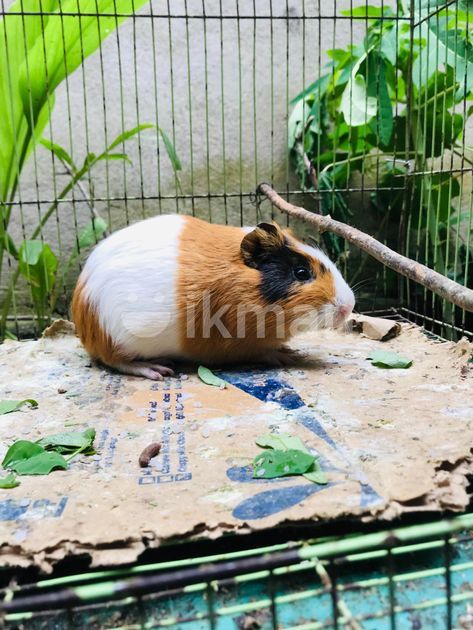 Gini Pig for Sale in Akkarepattu | ikman