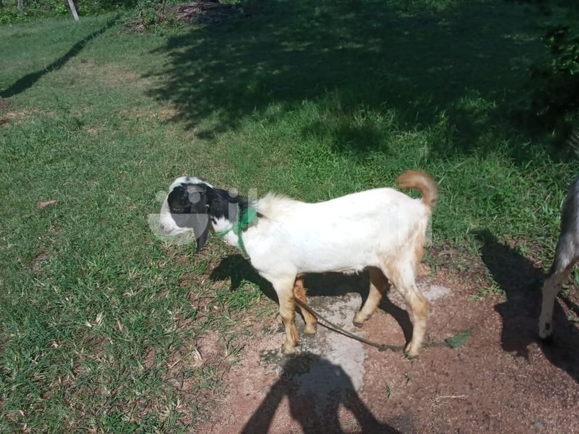 Goats for Sale in Wellampitiya | ikman