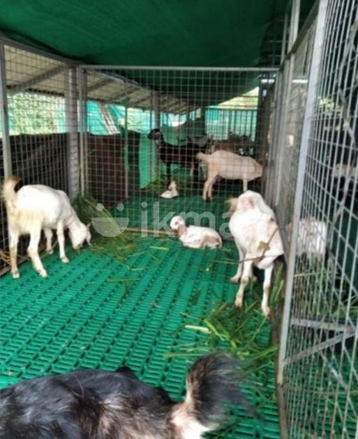 goat flooring plastic for Sale in Jaffna City | ikman