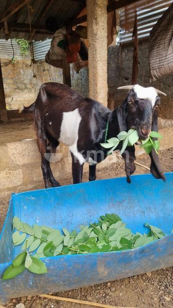 Goats Aadu for Sale in Nallur | ikman