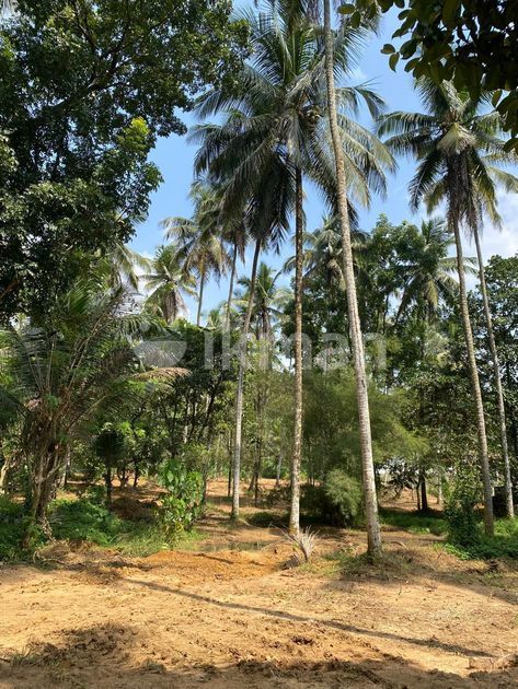 Godagama : 4 acres Coconut Land for Sale at Watareka | ikman