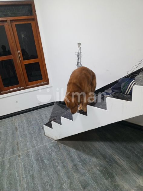 Golden Retriever for Crossing for Sale in Nawalapitiya | ikman