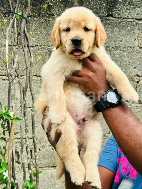 Golden Retriever Puppies for Sale in Ja-Ela | ikman