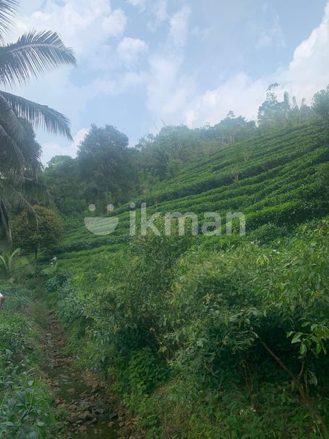 Gonadeniya, Baddegama (Galle – Udugama Road) Land Sale | ikman