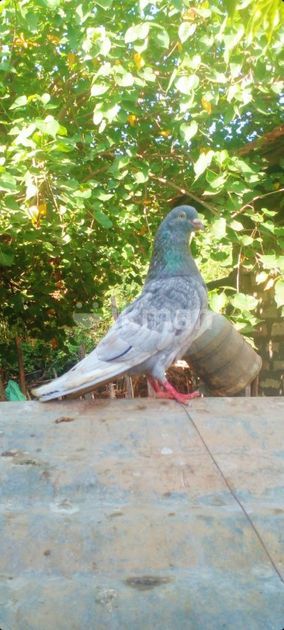 Pigeons for Sale in Jaffna City | ikman