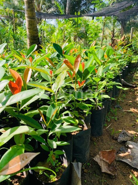 Goraka Plants | ගොරකා පැල in Divulapitiya | ikman