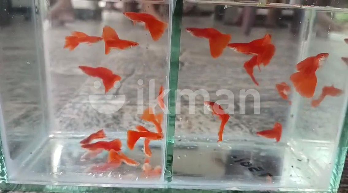 Guppy Fish for Sale in Homagama | ikman