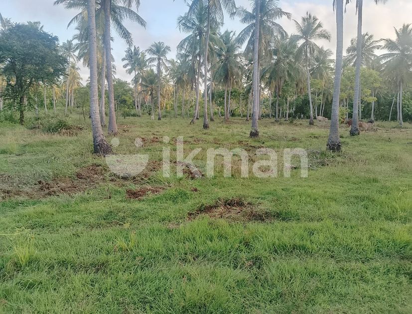 Halawatha : 15.5 Acres Coconut Land for Sale | ikman