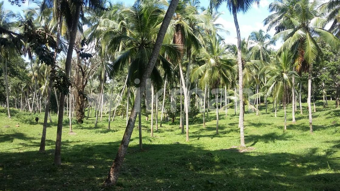 Halawatha : 28 Acres Coconut Estate for sale at Arachchikattuva | ikman