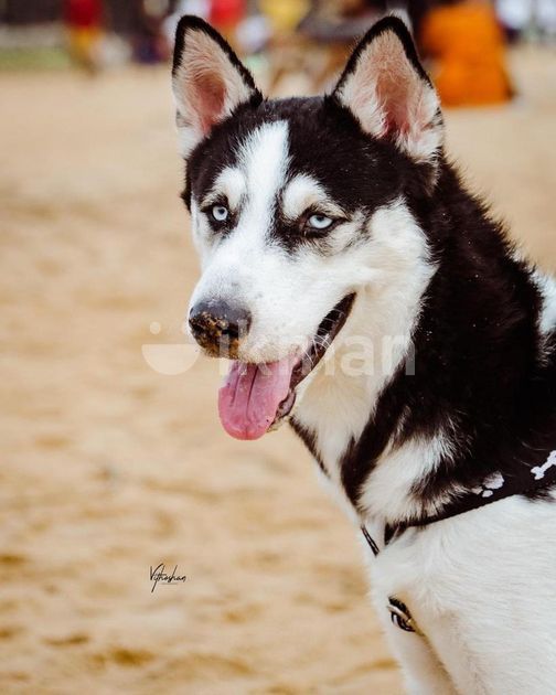 Haski Male Dog For Crossing for Sale in Negombo | ikman