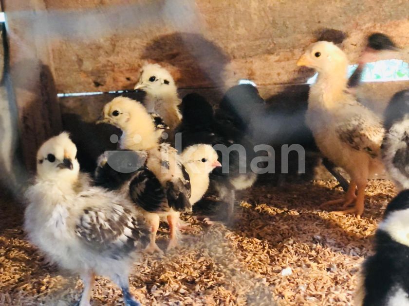 Hen Bentum Chicks for Sale in Galgamuwa | ikman