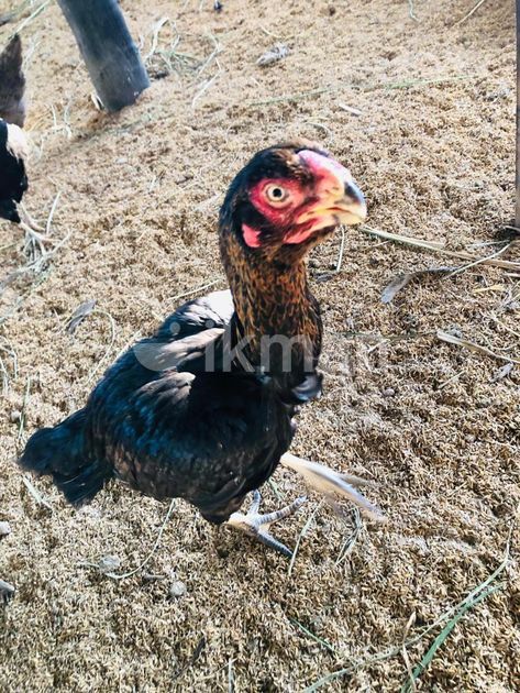 Hen Parrot Beak for Sale in Galgamuwa | ikman