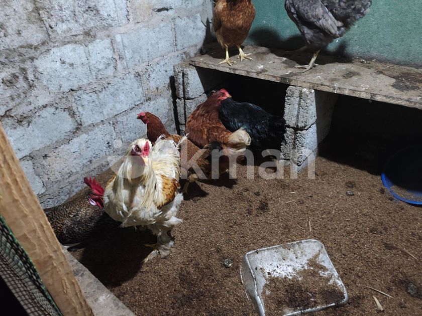 Country Chickens for Sale in Kesbewa | ikman