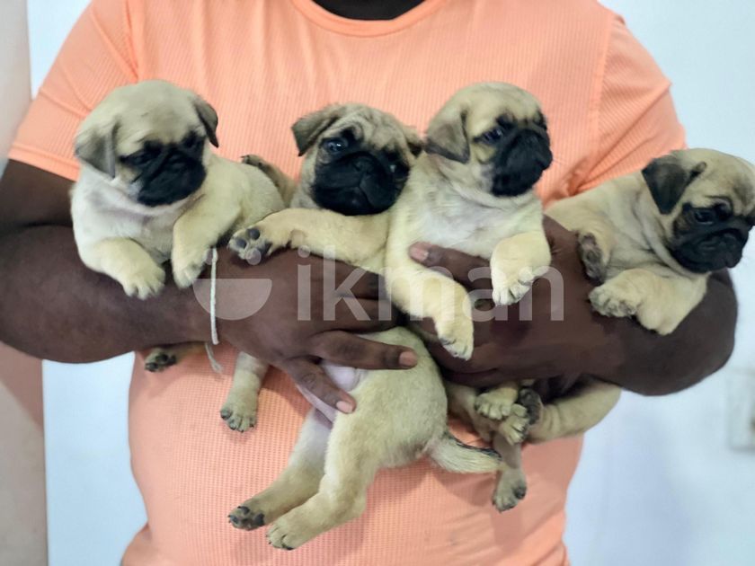 Pug Puppies for Sale in Kandy City | ikman