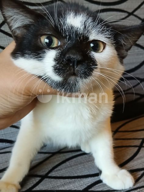 Himalayan Persian Cross Kitten for Sale in Angoda | ikman