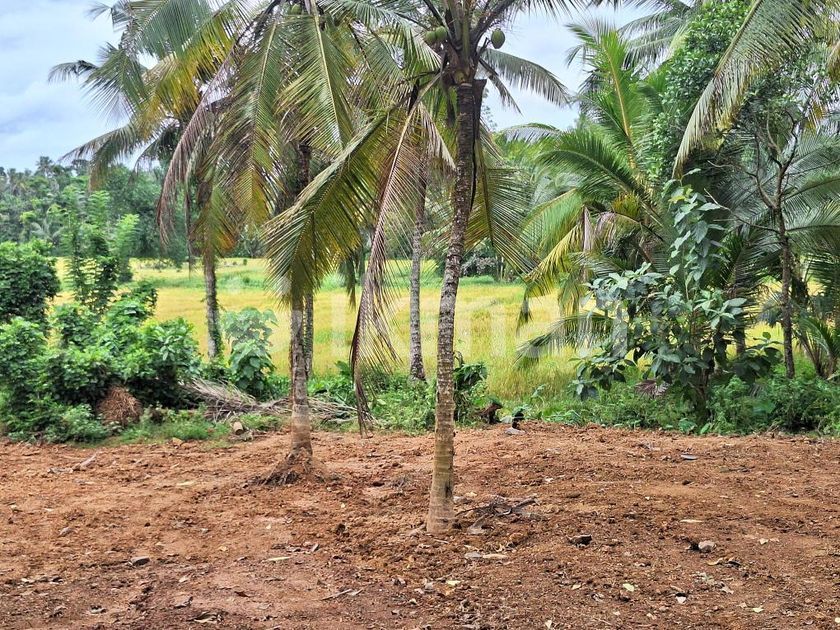 Homagama City Land for Sale | ikman