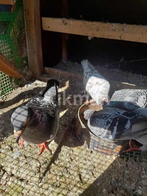 Homer Pigeon for Sale in Nawalapitiya | ikman