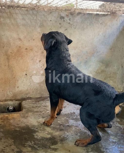 Rottweiler Dog for Sale in Hikkaduwa | ikman