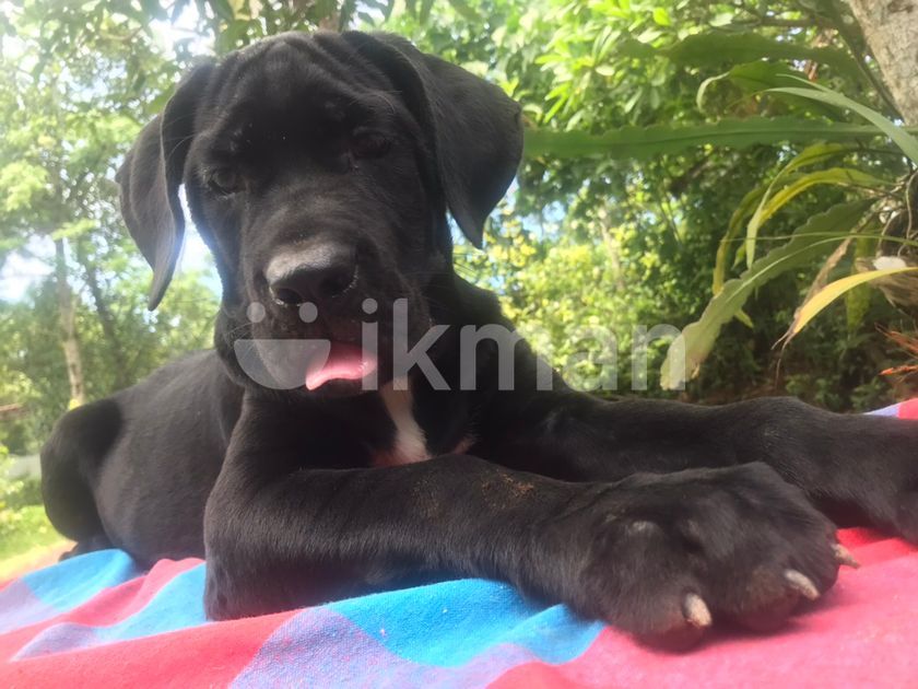Cane Corso Puppies for Sale in Kesbewa | ikman