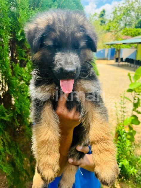 German Shepherd Puppies for Sale in Tangalla | ikman