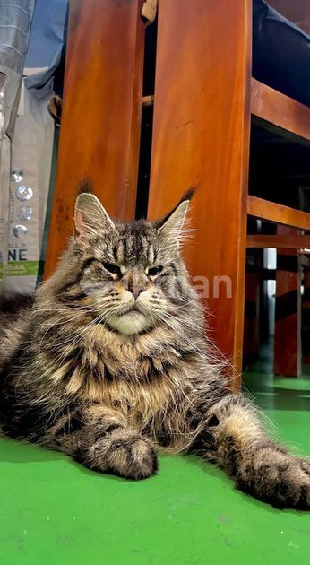Imported Maincoon Cat Pair for Sale in Hatton | ikman