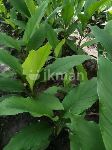 ඉඟුරු පැල | Ginger Plants in Anuradhapura City | ikman