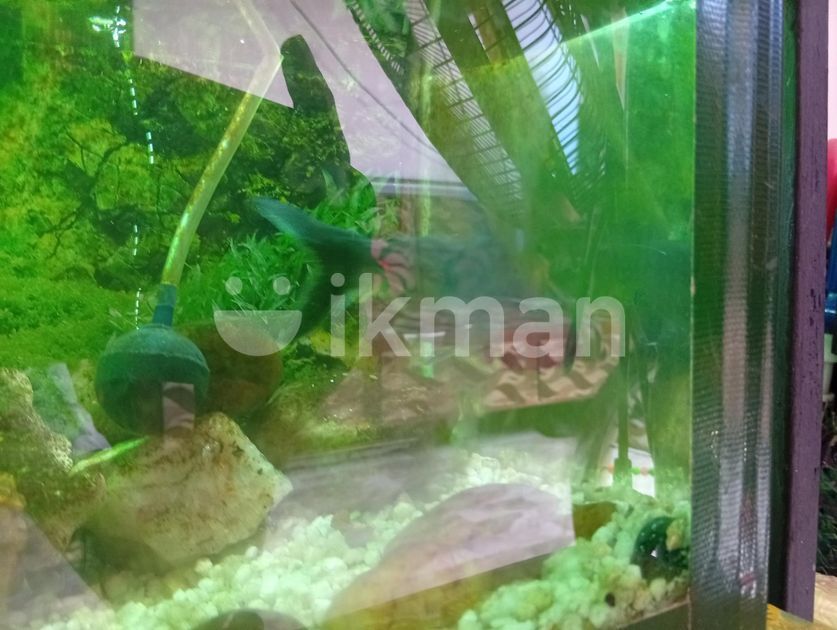 Iridesent Shark Catfish for Sale in Kolonnawa | ikman
