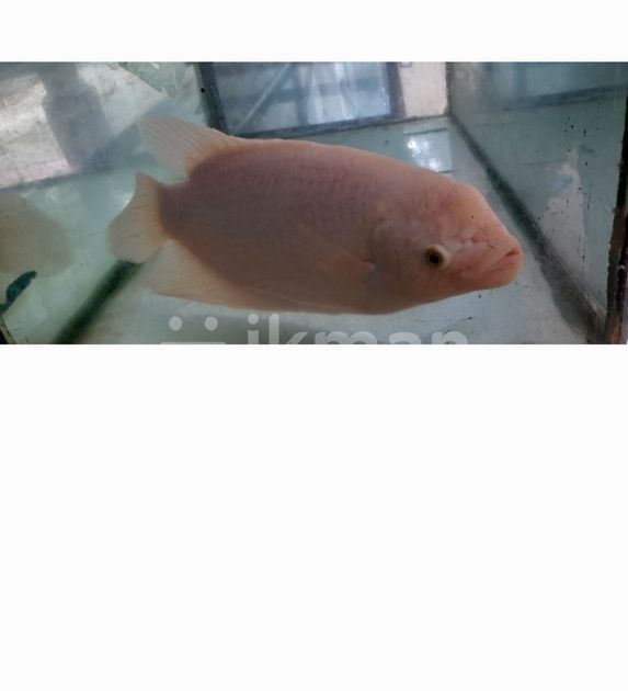 jam gurami in Ja-Ela | ikman.lk